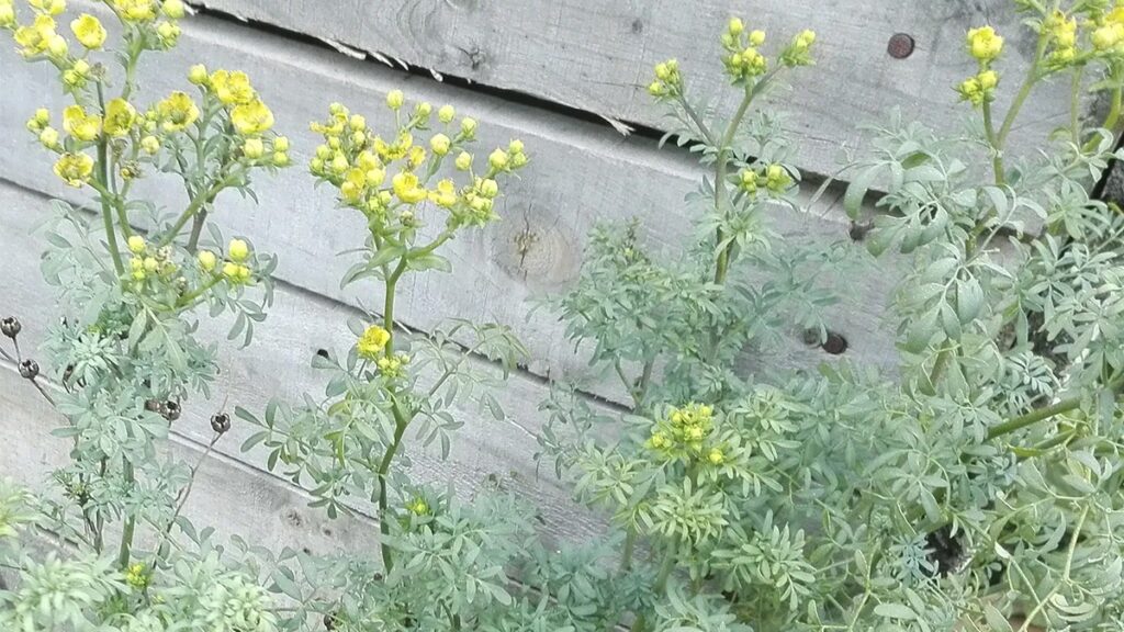 Ruda: Descubre el Poder Oculto de la Planta Milenaria | KONE
