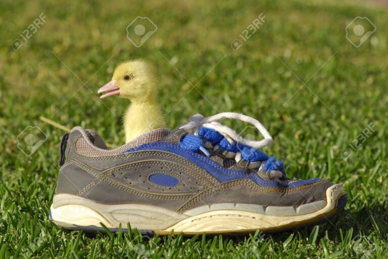 El Enigma de los 'Zapatos de la Cuenta del Pato' | KONE