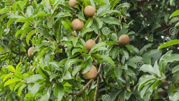Cultivo de Zapote: Guía Esencial para el Éxito | KONE